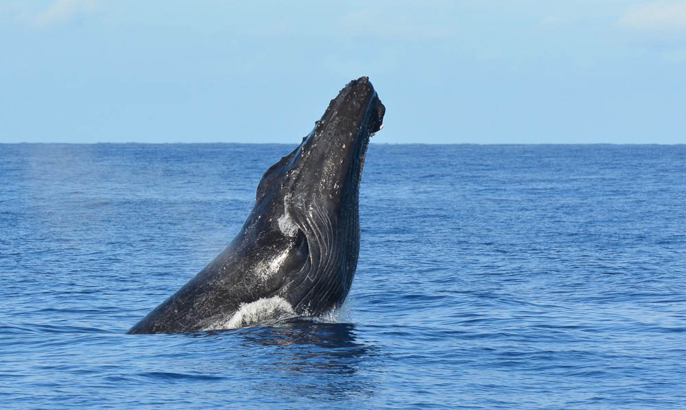 Hawaii Native Species